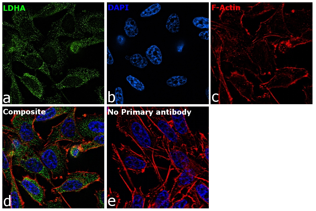 LDHA Antibody (PA5-19754)