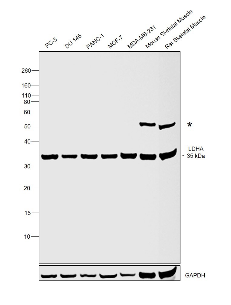 LDHA Antibody (PA5-19754)