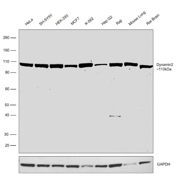 Dynamin 2 Antibody (PA5-19800)