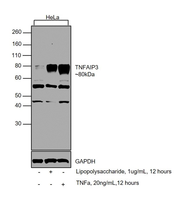 TNFAIP3 Antibody (PA5-20729)