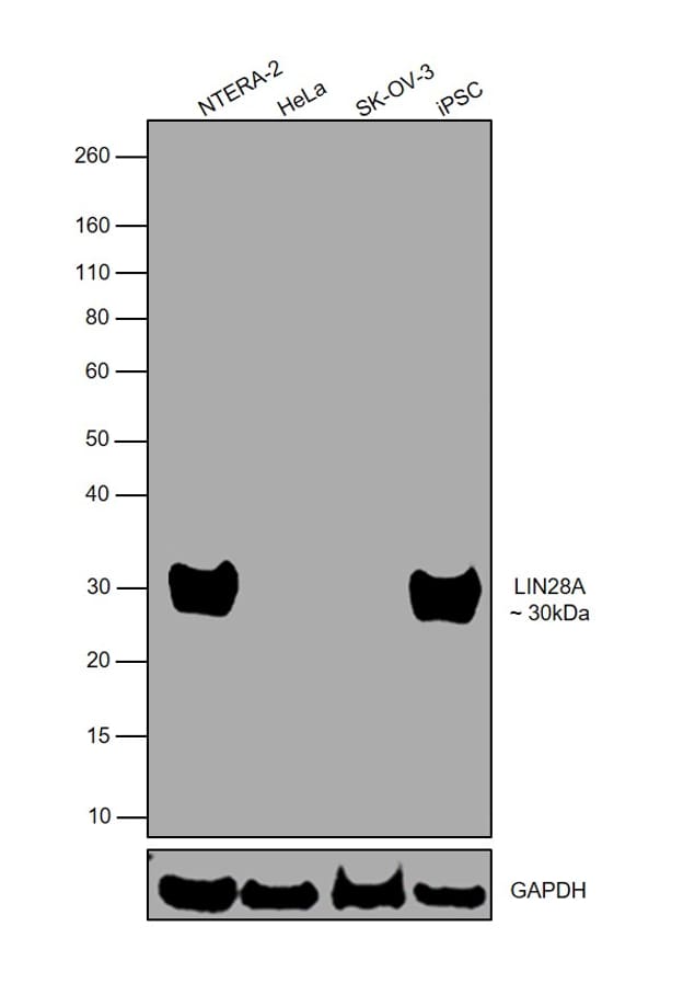LIN28A Antibody (PA5-20898)