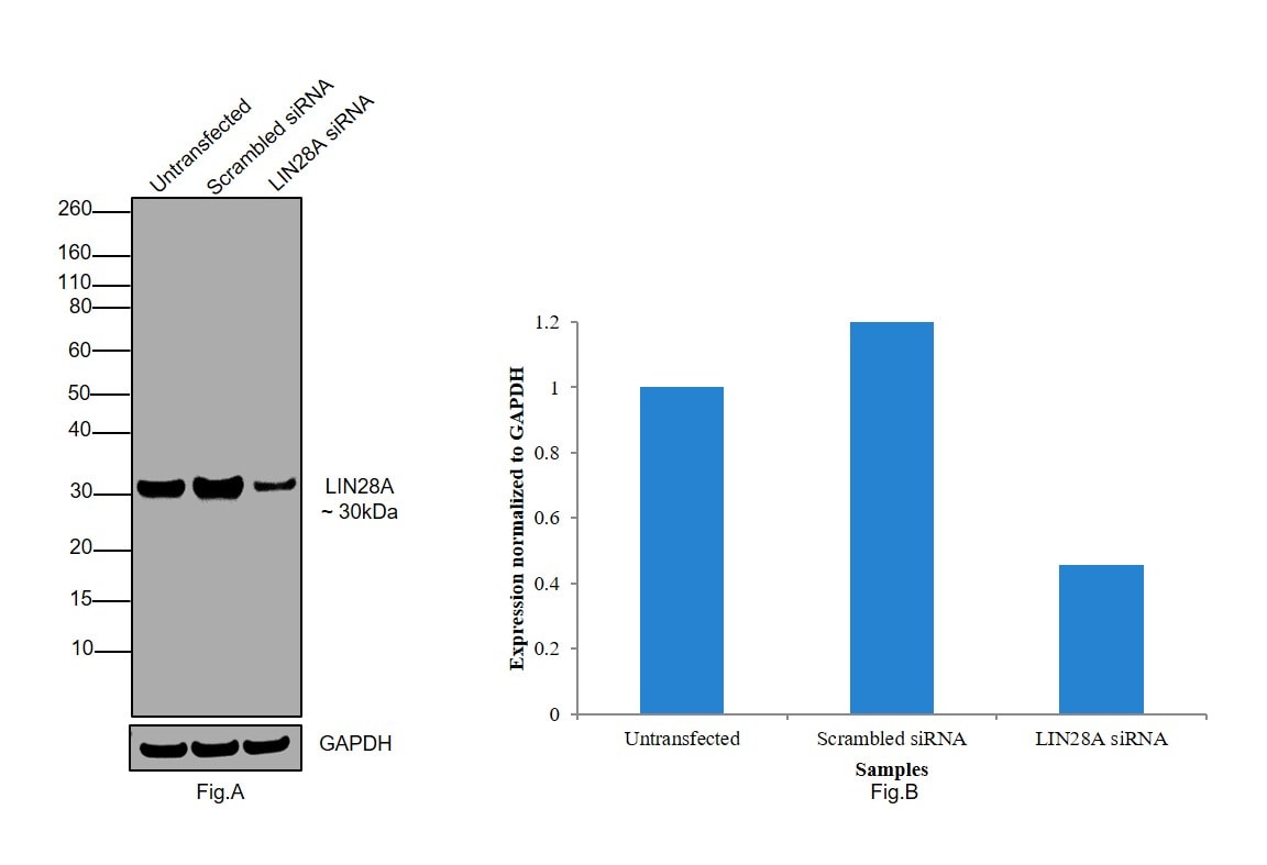 LIN28A Antibody (PA5-20898)