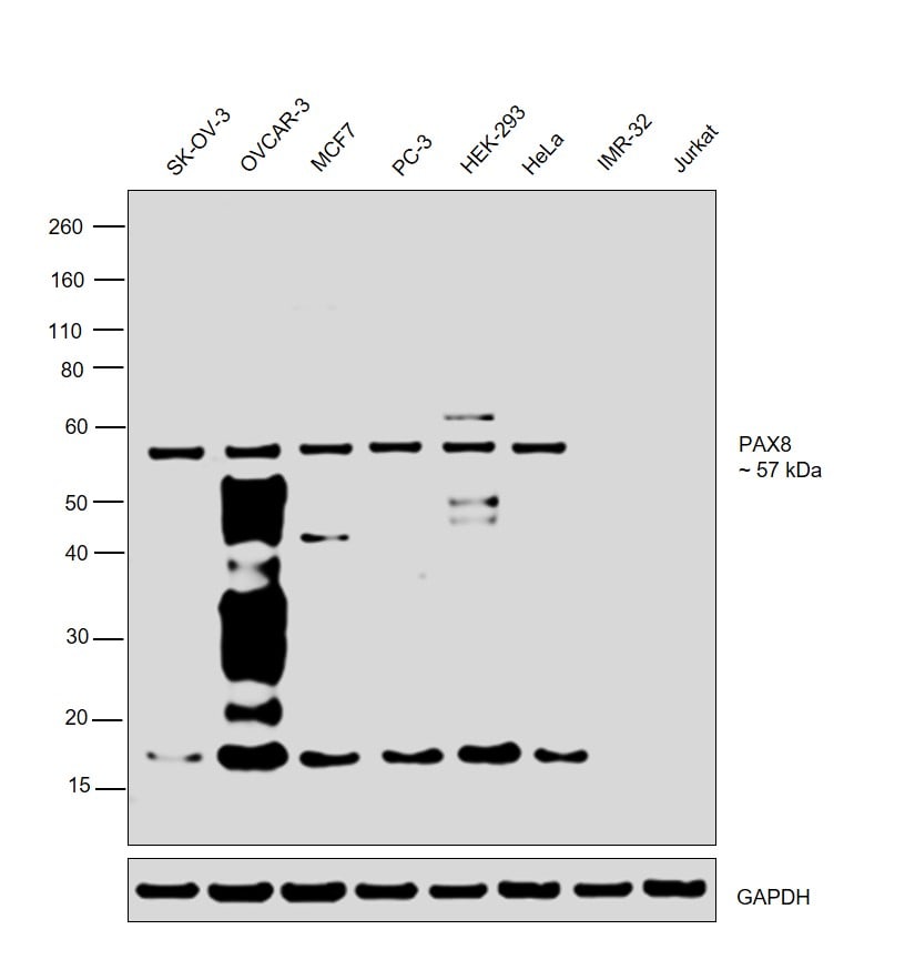 PAX8 Antibody (PA5-21368)