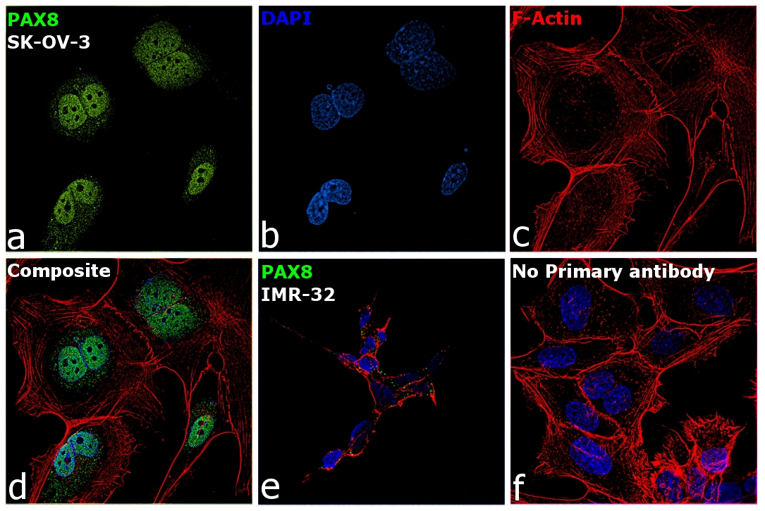 PAX8 Antibody (PA5-21368)