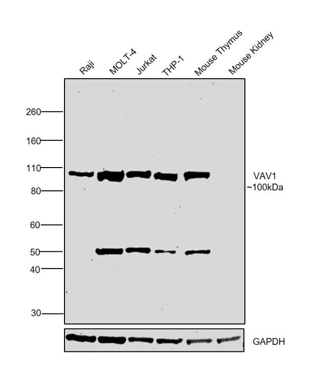 VAV1 Antibody (PA5-21495)
