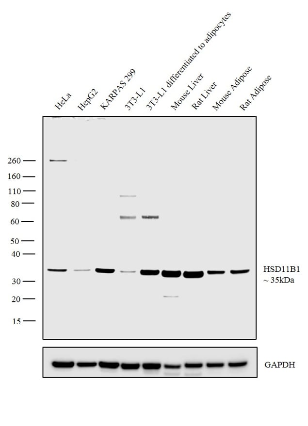 HSD11B1 Antibody (PA5-21586)