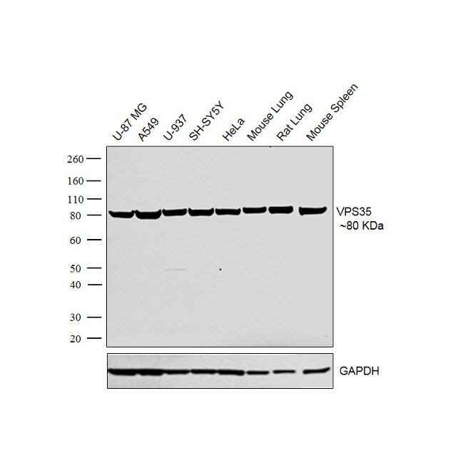 VPS35 Antibody (PA5-21898)