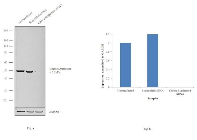 Citrate Synthase Antibody Pa5 22126