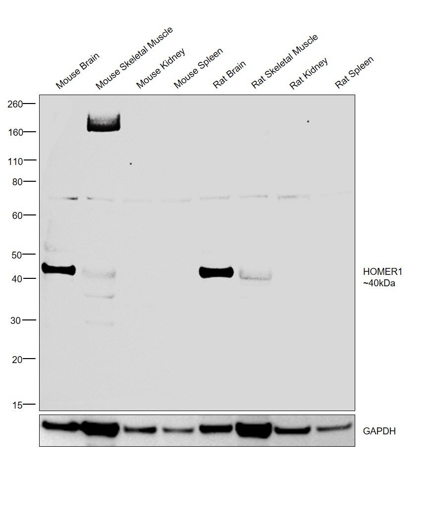 HOMER1 Antibody (PA5-23023)