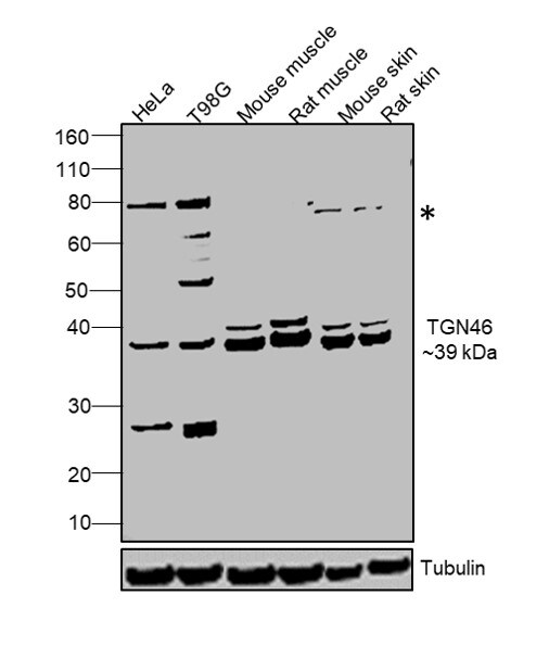 TGN46 Antibody (PA5-23068)