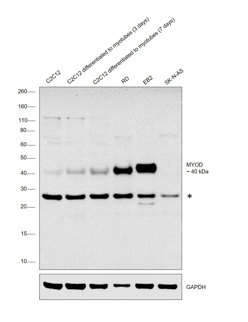 MYOD Antibody (PA5-23078)