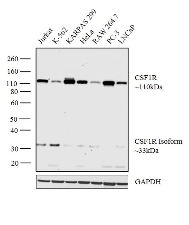 CSF1R Antibody (PA5-25974)