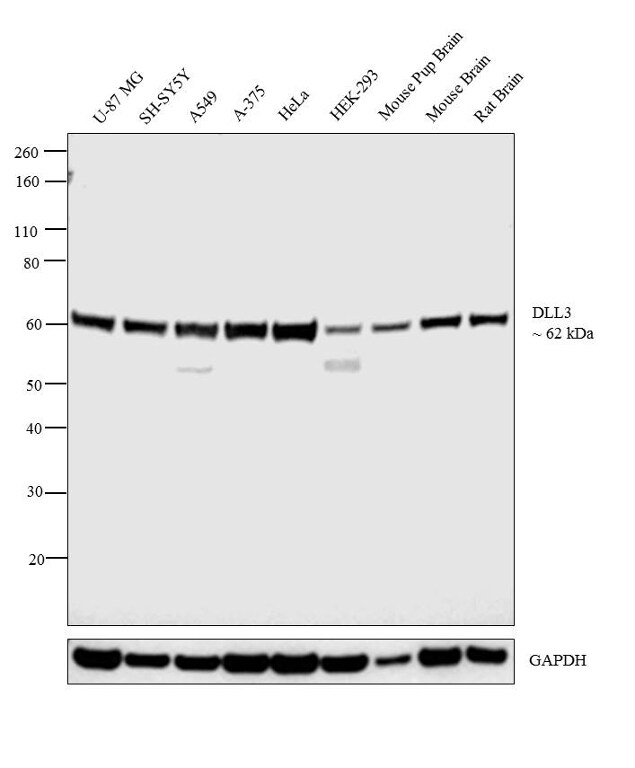 DLL3 Antibody (PA5-26336)