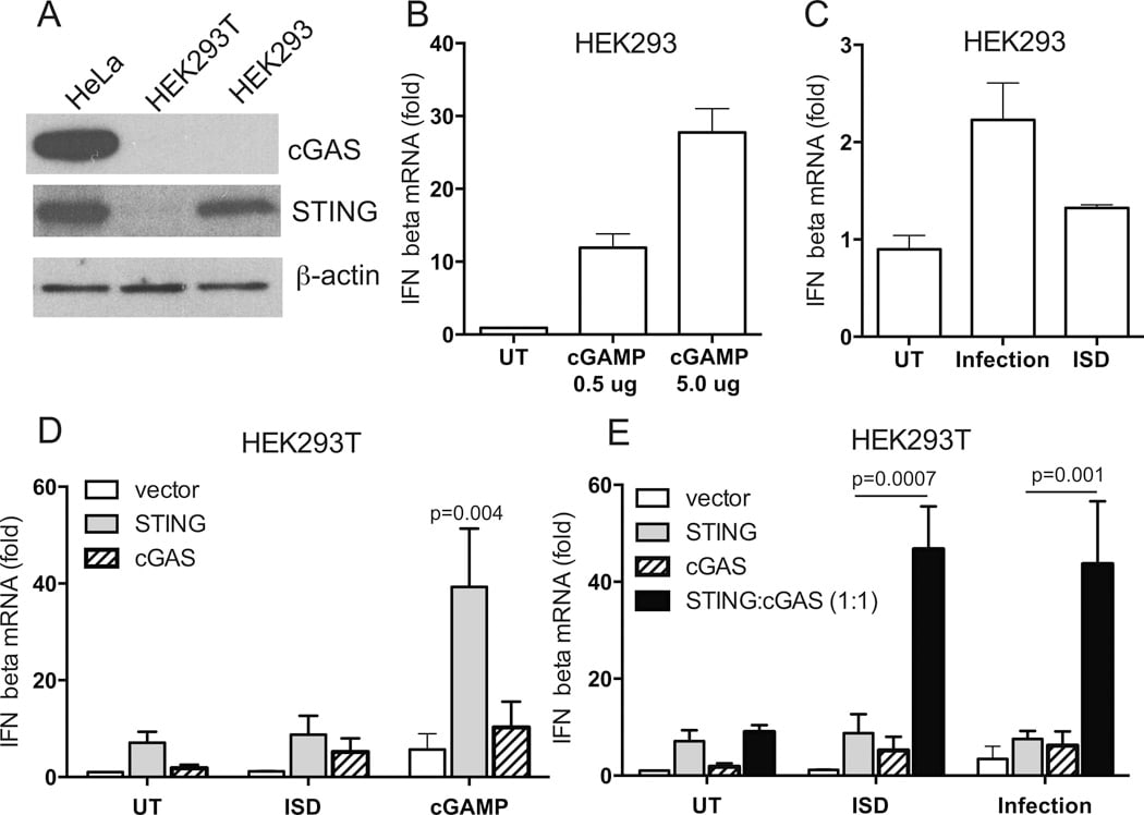 STING Antibody (PA5-26751)