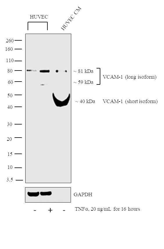 VCAM-1 Antibody (PA5-27217)