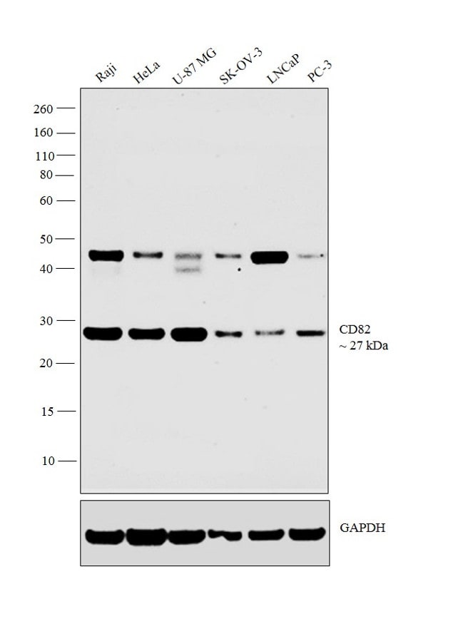 CD82 Antibody (PA5-27233)