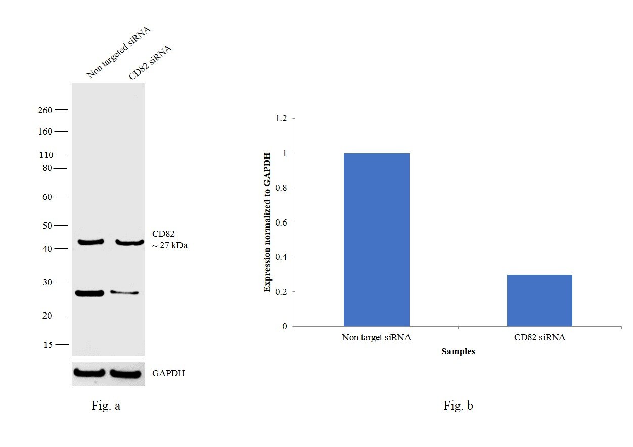 CD82 Antibody (PA5-27233)