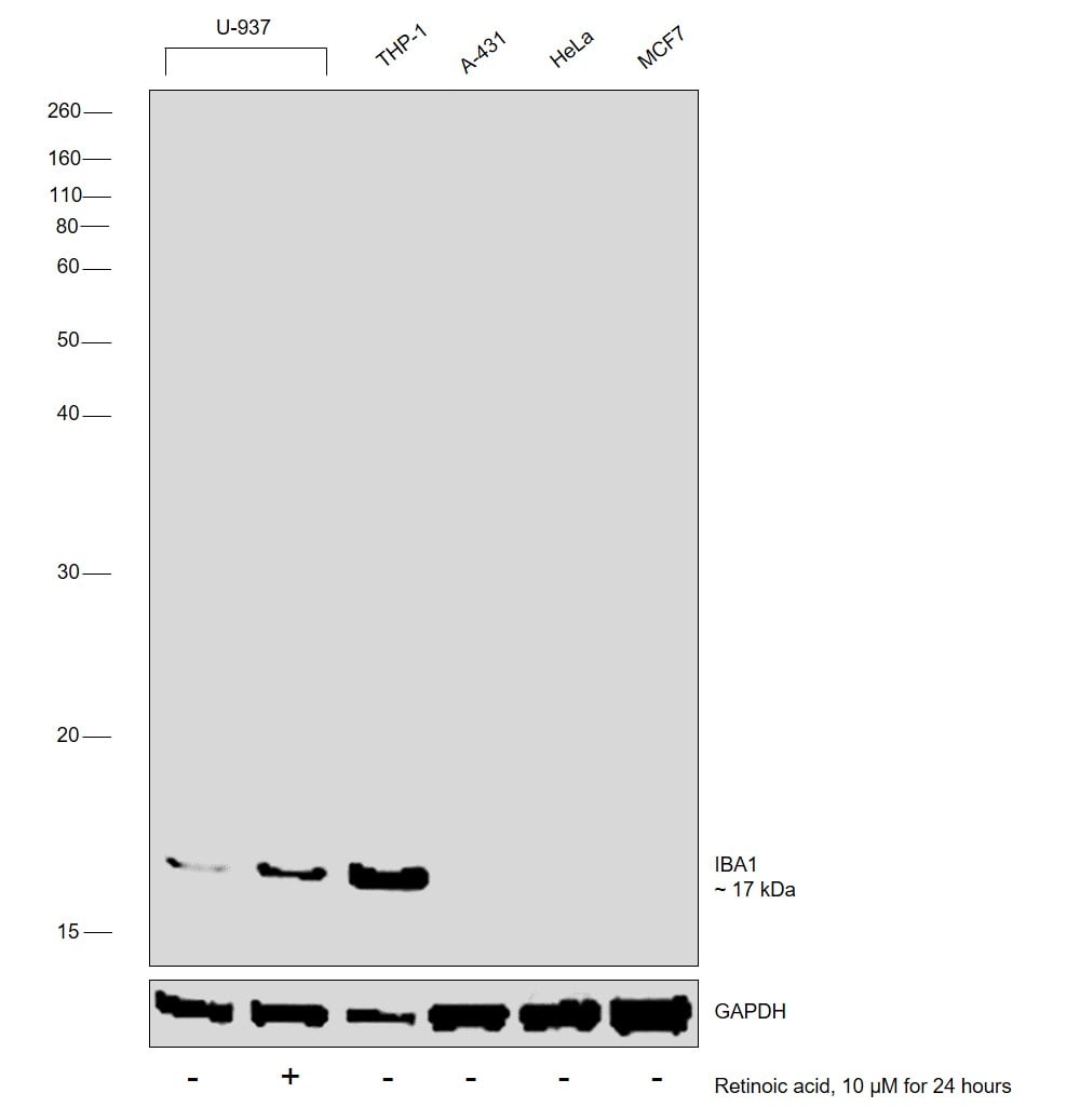 IBA1 Antibody (PA5-27436)