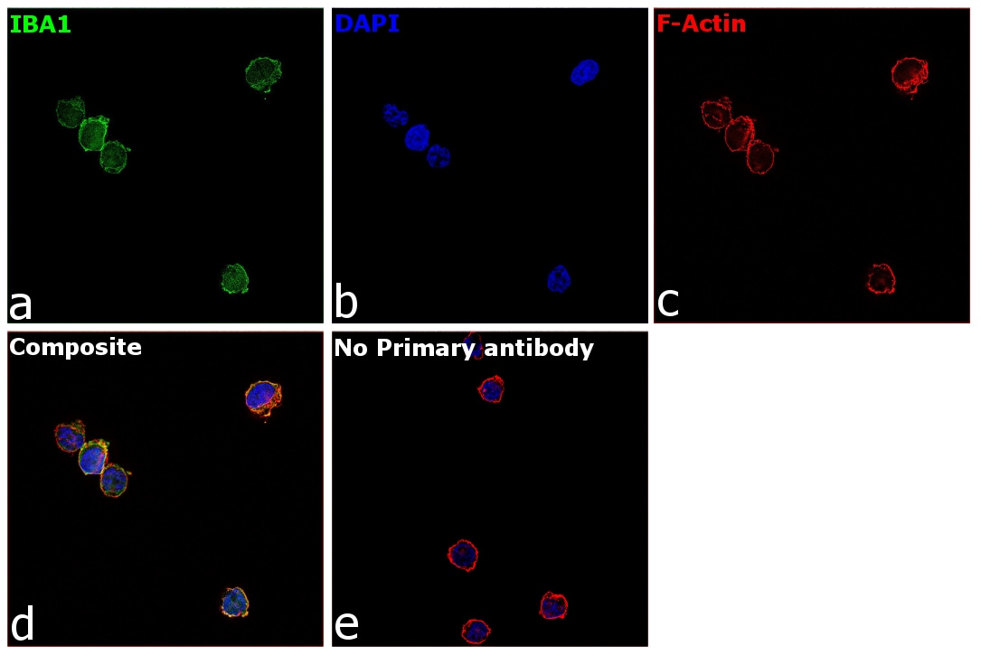 IBA1 Antibody (PA5-27436)