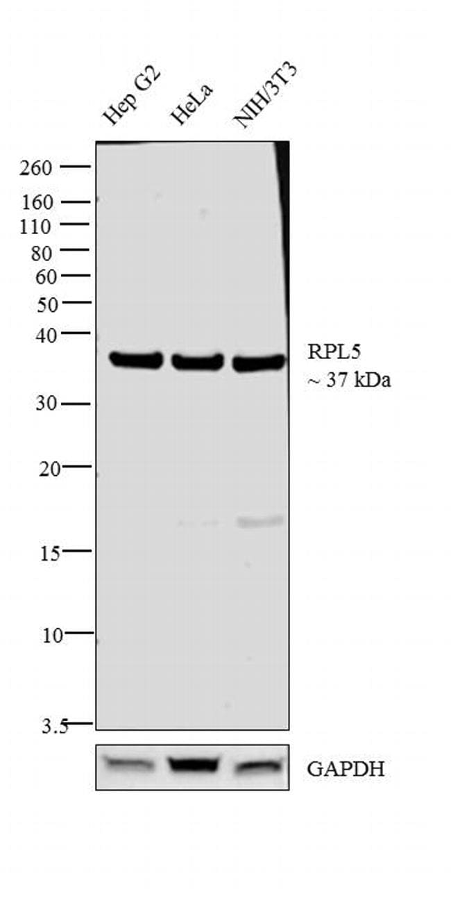 RPL5 Antibody (PA5-27539)