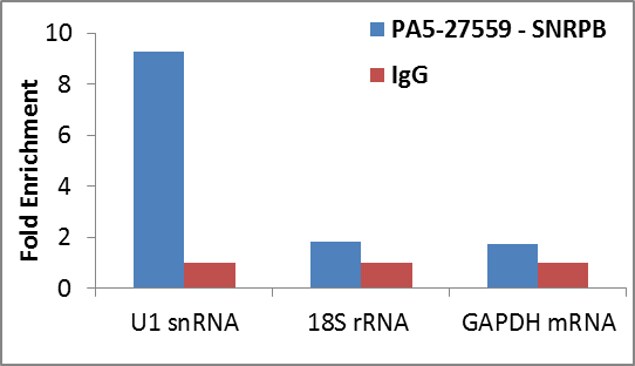 SNRPB Antibody (PA5-27559)