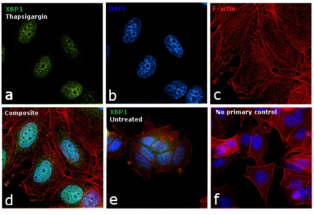 XBP1 Antibody (PA5-27650)