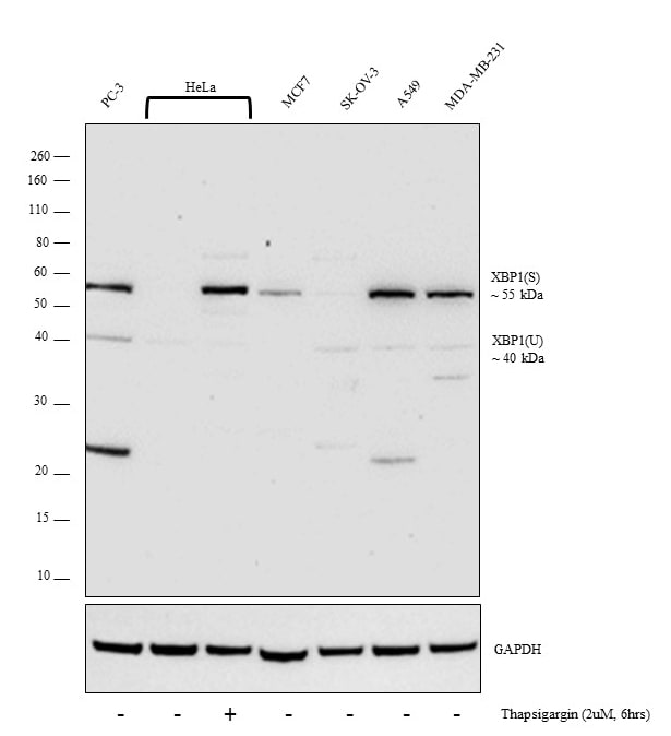 XBP1 Antibody (PA5-27650)