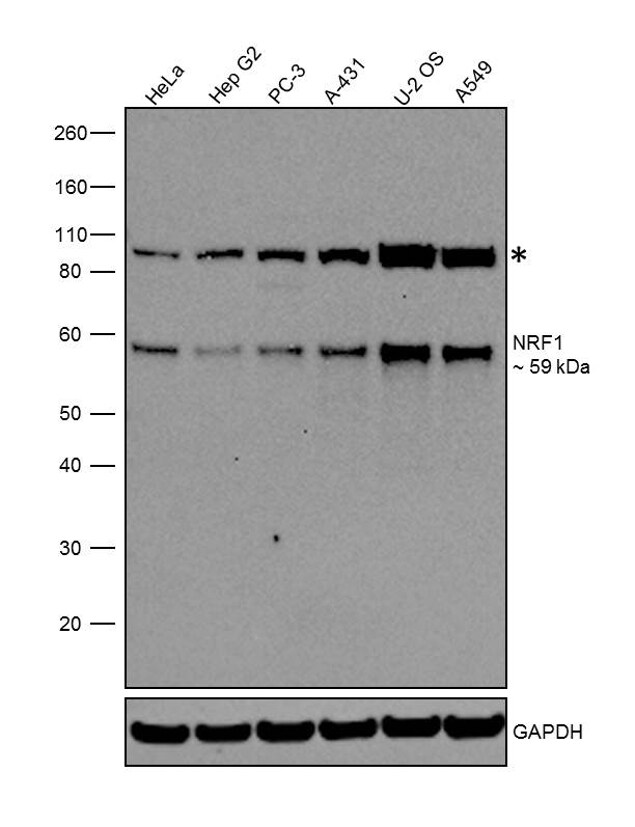 NRF1 Antibody (PA5-27854)