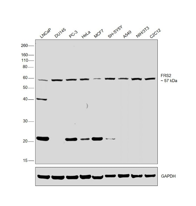 FRS2 Antibody (PA5-27875)