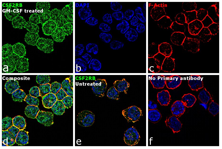 CSF2RB Antibody (PA5-28000)