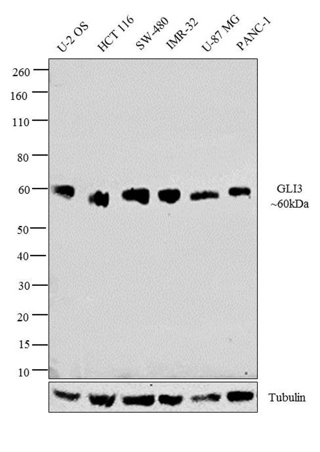 GLI3 Antibody (PA5-28029)