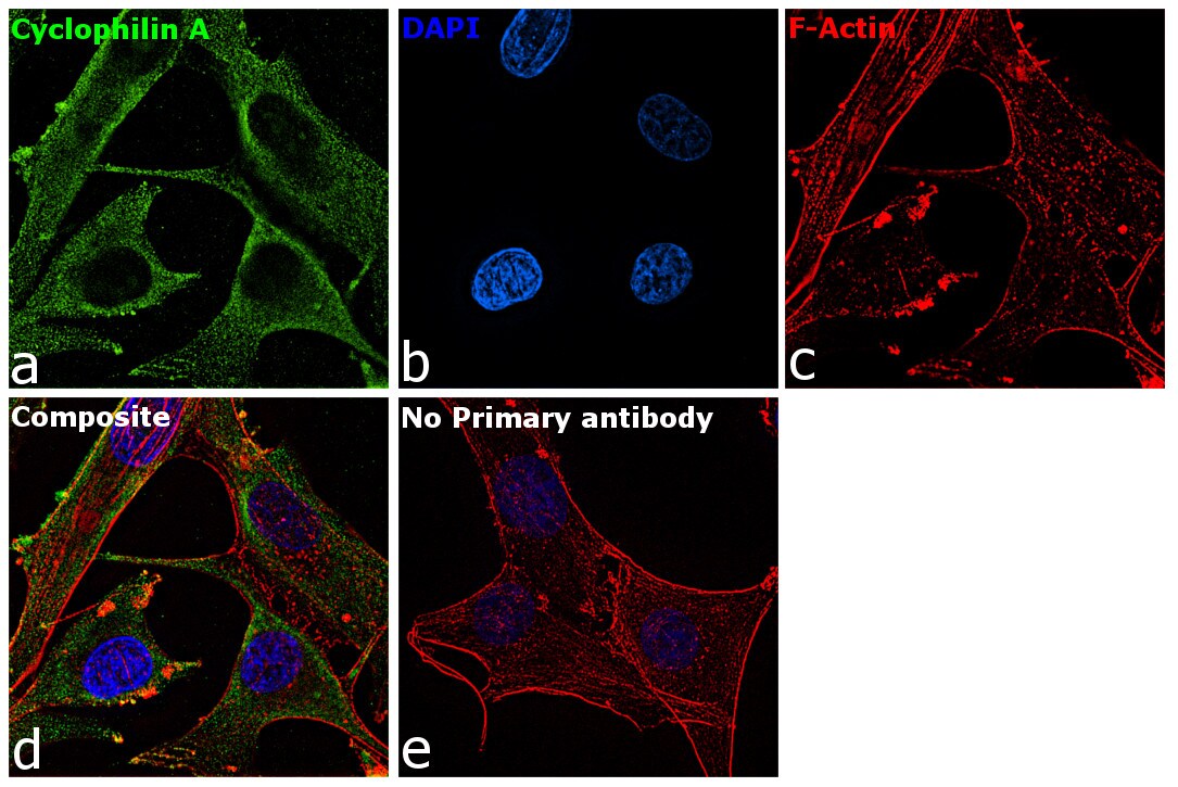 Cyclophilin A Antibody (PA5-28089)