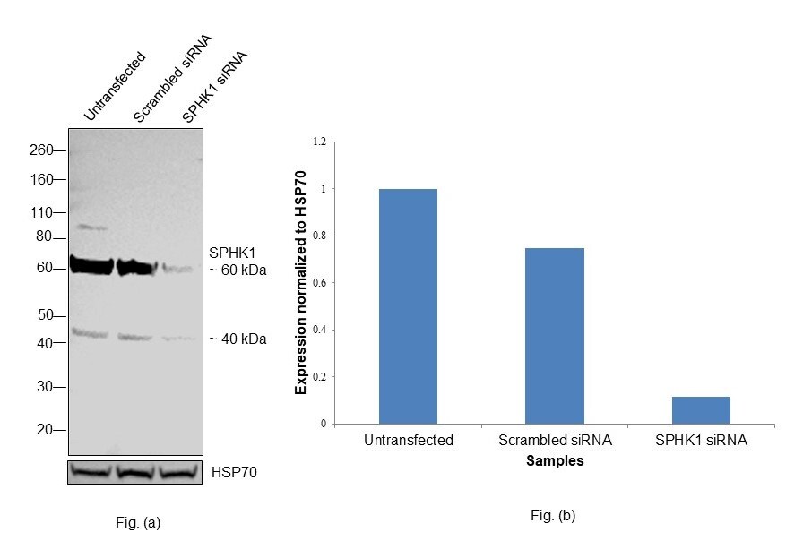SPHK1 Antibody (PA5-28099)