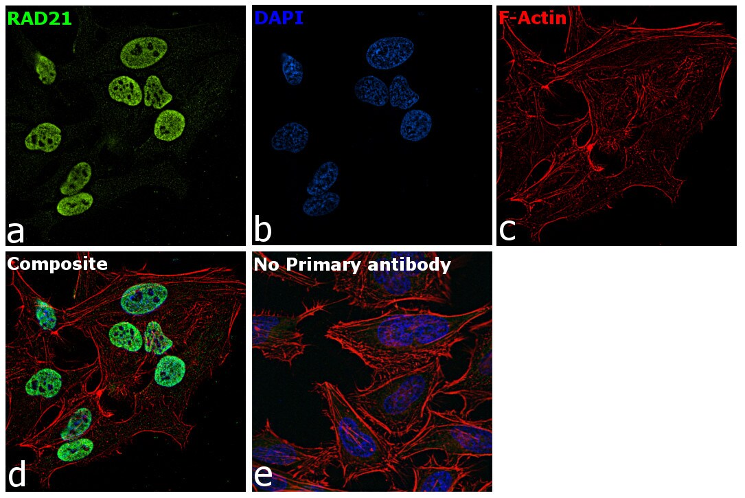 RAD21 Antibody (PA5-28344)