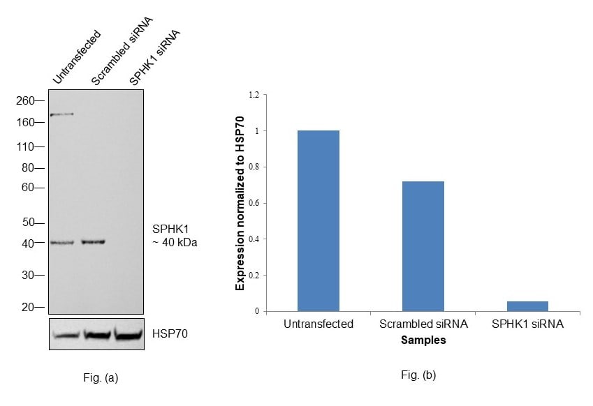 SPHK1 Antibody (PA5-28584)