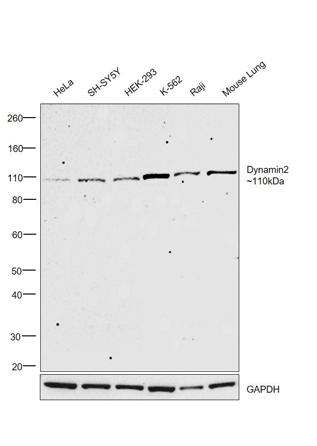 Dynamin 2 Antibody (PA5-29017)