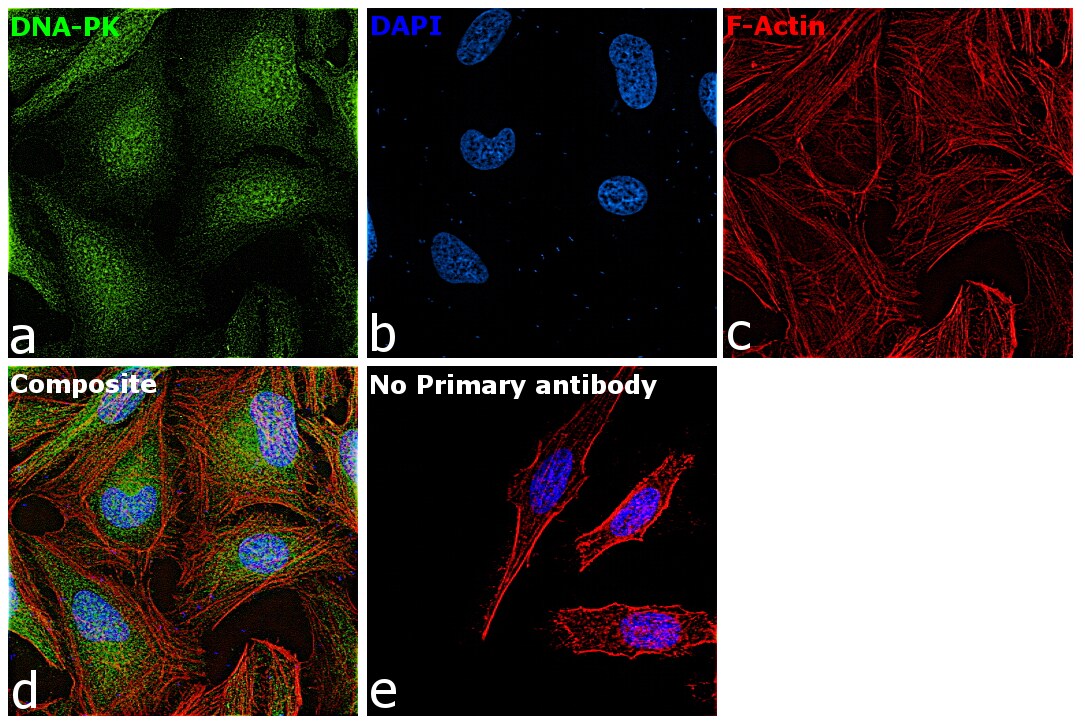 DNA-PK Antibody (PA5-29023)