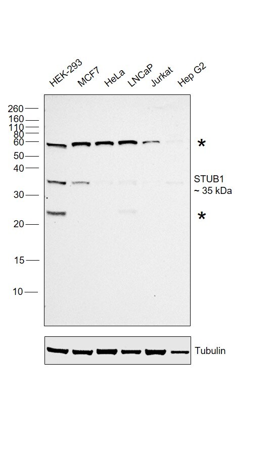 STUB1 Antibody (PA5-29024)
