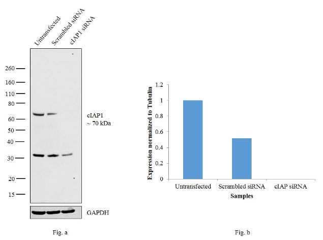 cIAP1 Antibody (PA5-29085)