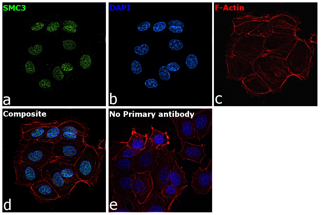 SMC3 Antibody (PA5-29131)
