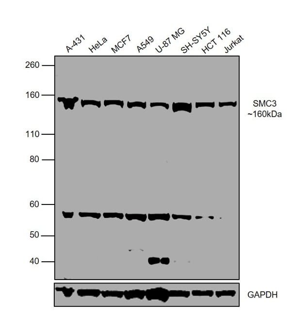 SMC3 Antibody (PA5-29131)
