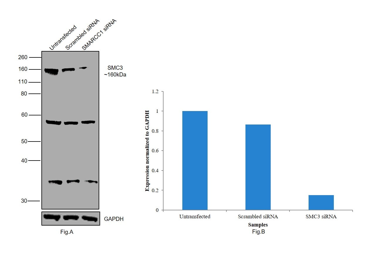 SMC3 Antibody (PA5-29131)