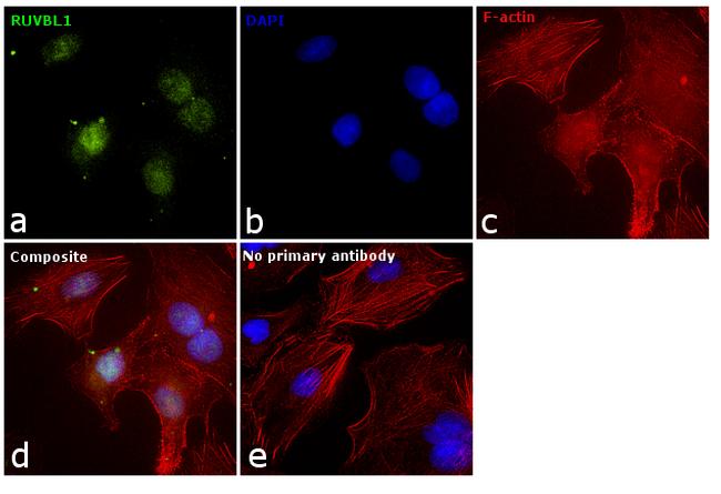 RUVBL1 Antibody (PA5-29278)