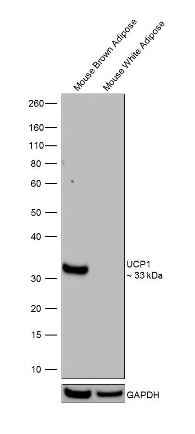 UCP1 Antibody (PA5-29575)