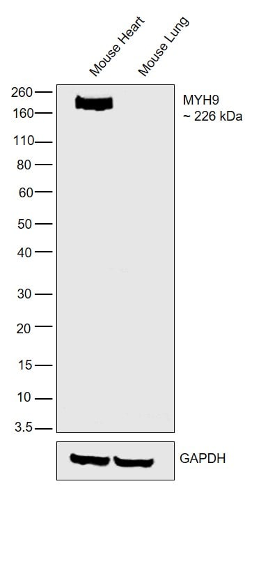 MYH9 Antibody (PA5-29673)