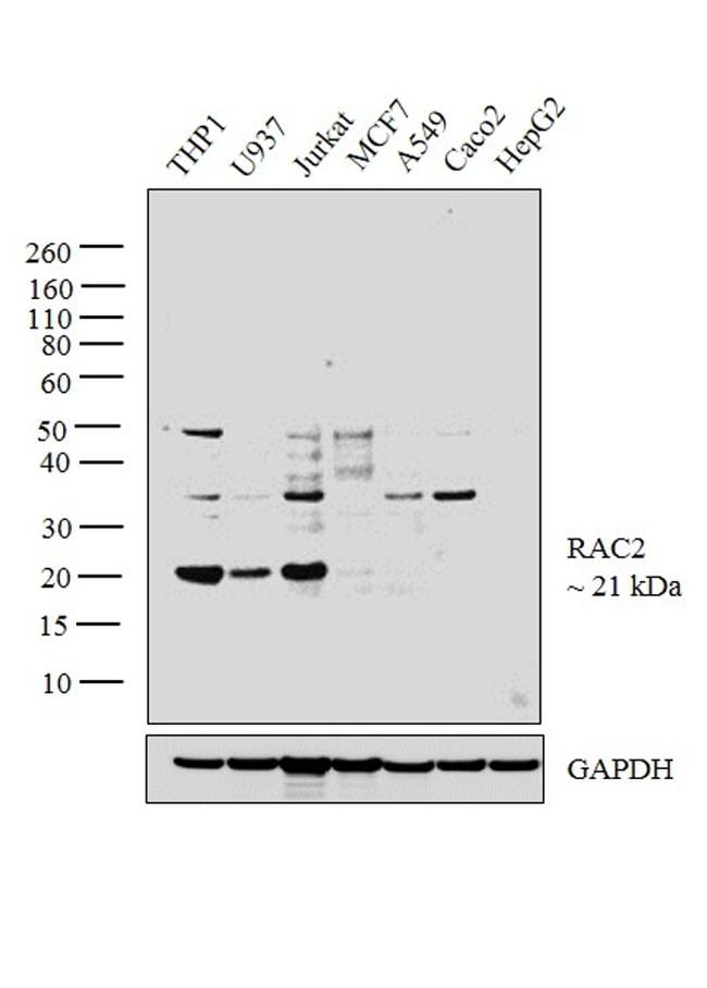 RAC2 Antibody (PA5-29681)