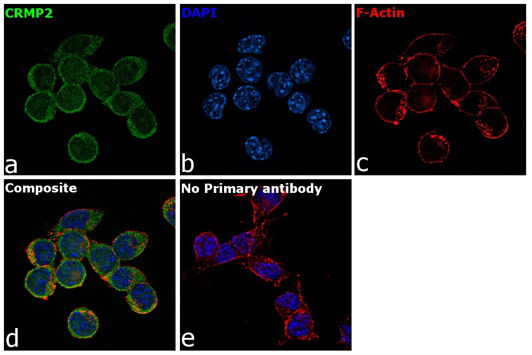 CRMP2 Antibody (PA5-29728)