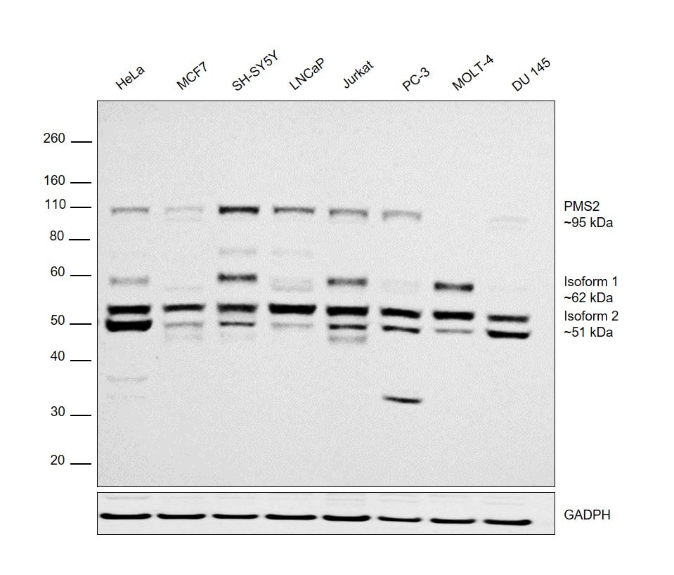 PMS2 Antibody (PA5-29835)