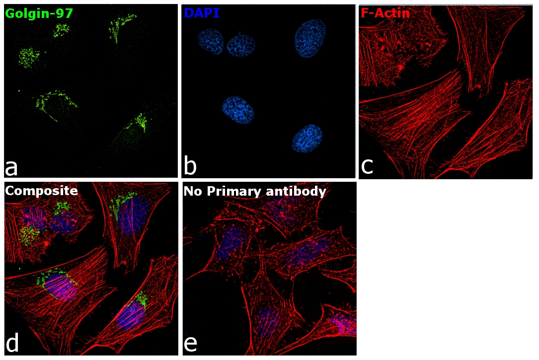 Golgin-97 Antibody (PA5-30048)