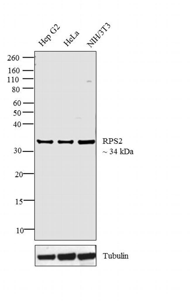 RPS2 Antibody (PA5-30160)